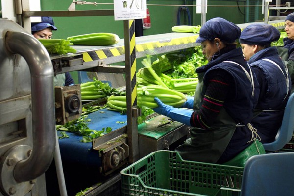 Productos - Agrícola Villena