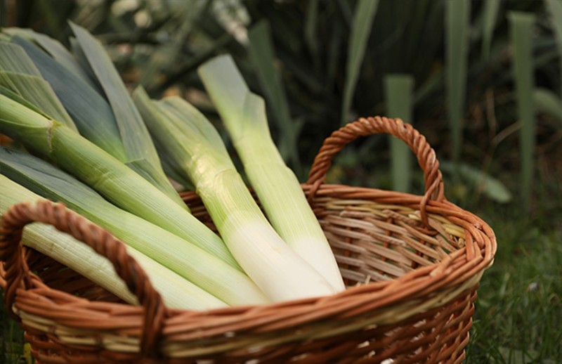 Nosotros - Agrícola Villena